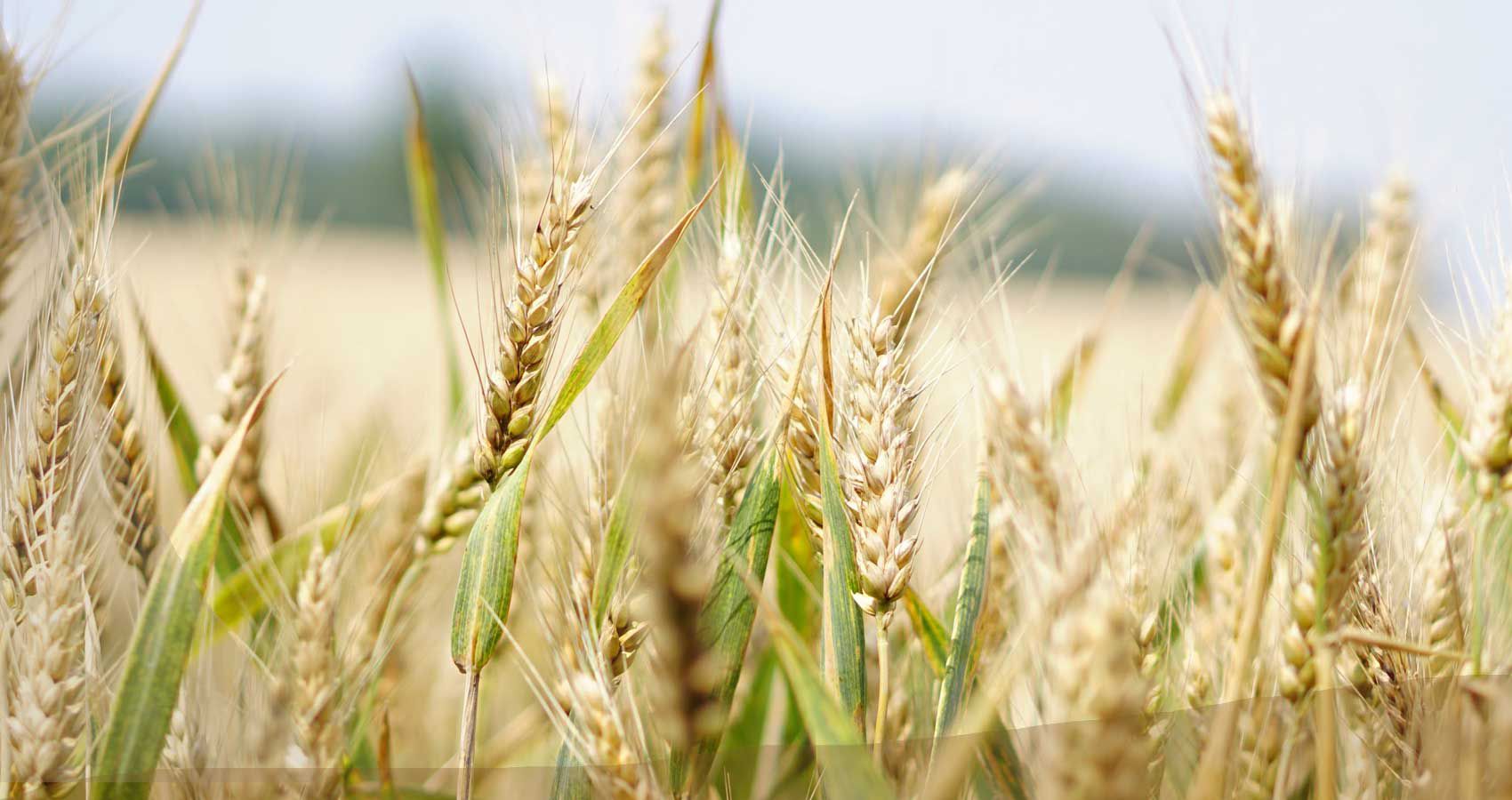 Serein Natural Living ⋆ Bohemian Chic Διακόσμηση ⋆